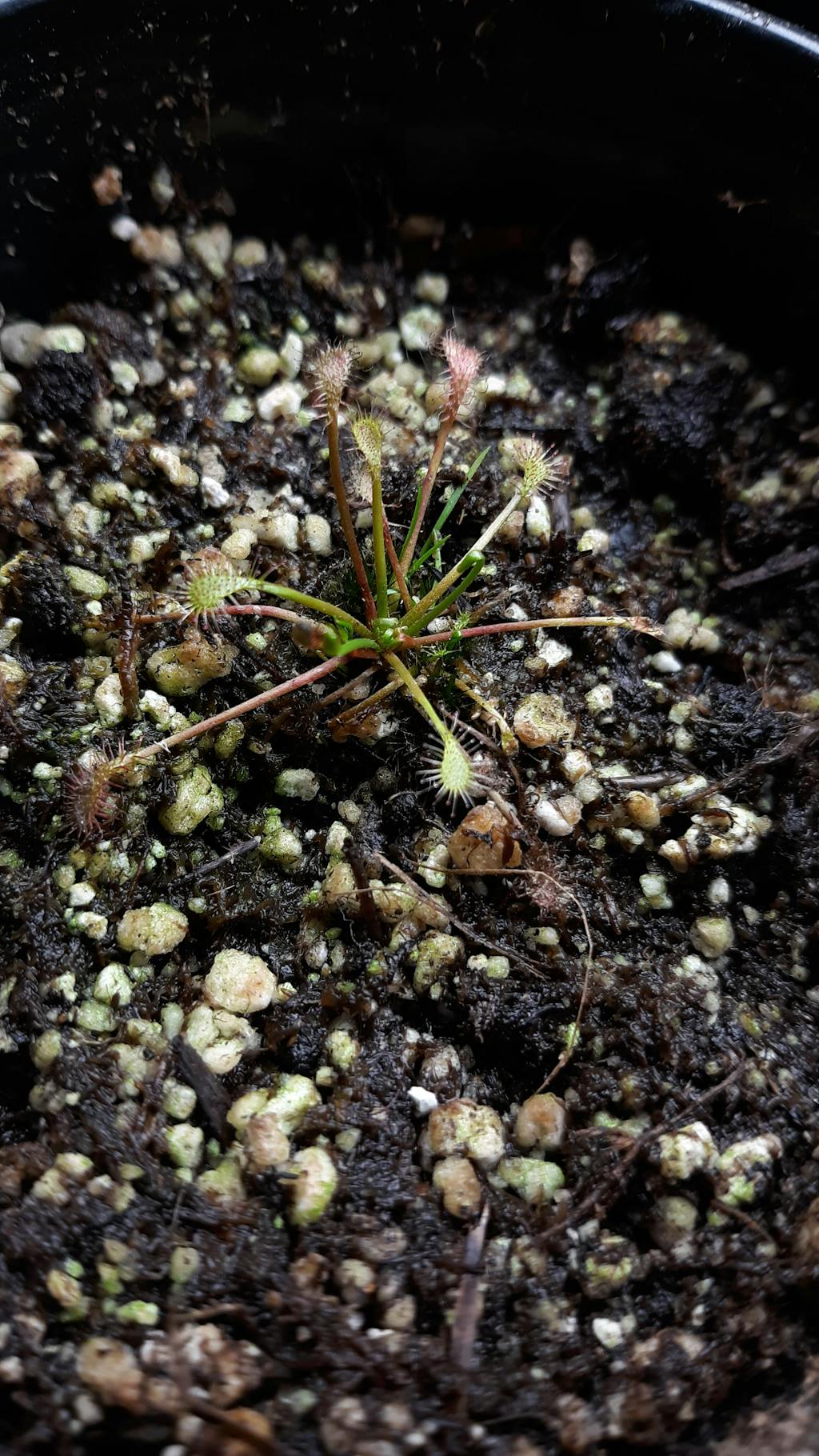 Drosera Intermedia [For Sale] | Oblong-Leaved, Water Sundew