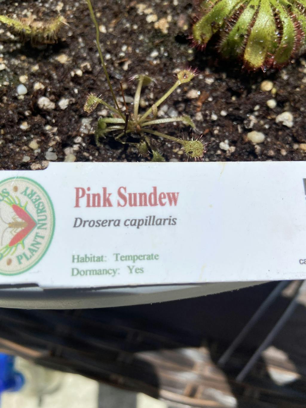 Drosera Capillaris - Pink Sundew [For Sale Online]