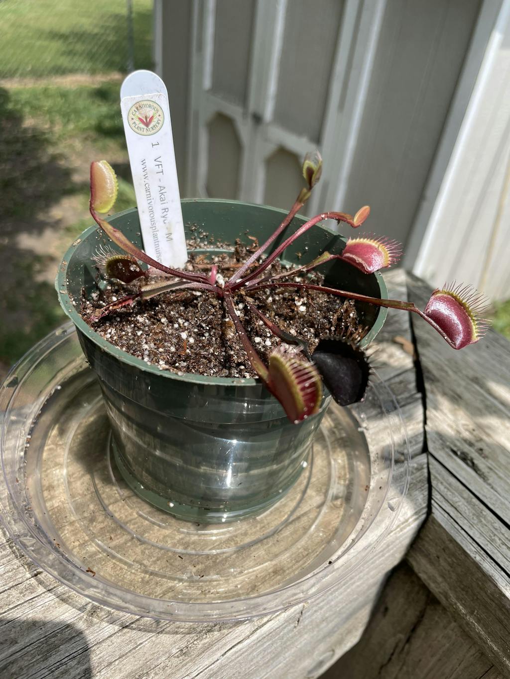 Red Dragon Venus Flytrap - Akai Ryu | Buy Carnivorous Plants