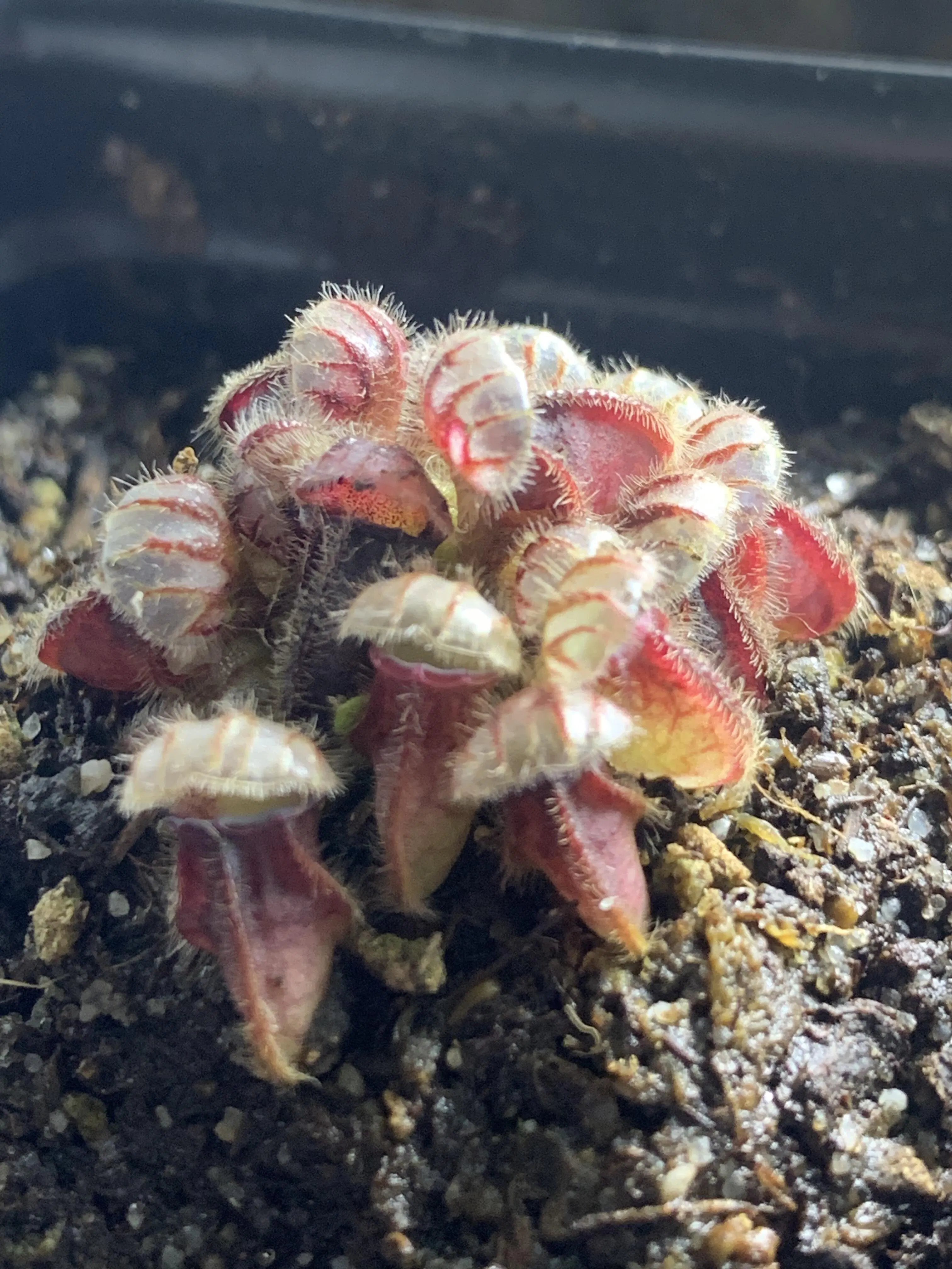 Cephalotus Follicularis for Sale | Albany Pitcher Plant