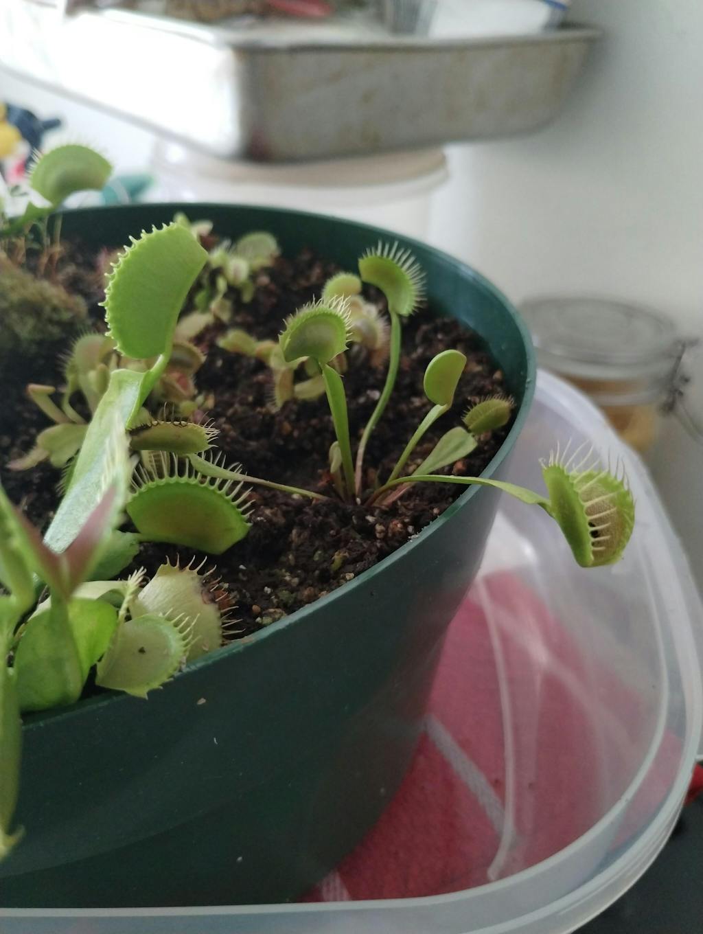 Venus Flytrap - Pinnacle