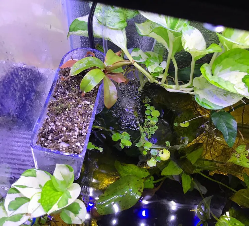Nepenthes x Lady Luck Pitcher Plant - "Bloody Mary" For Sale