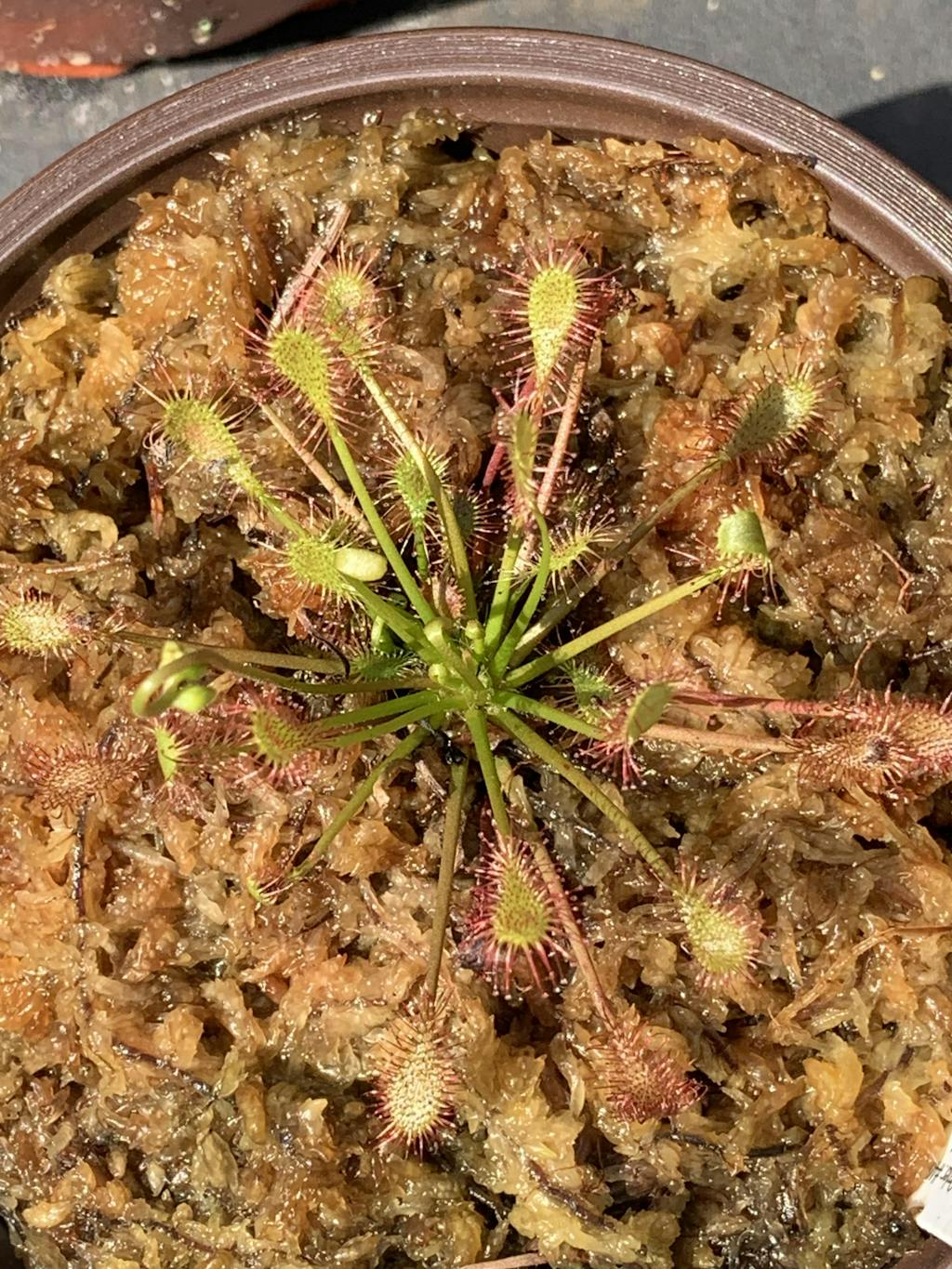 Drosera Intermedia [For Sale] | Oblong-Leaved, Water Sundew