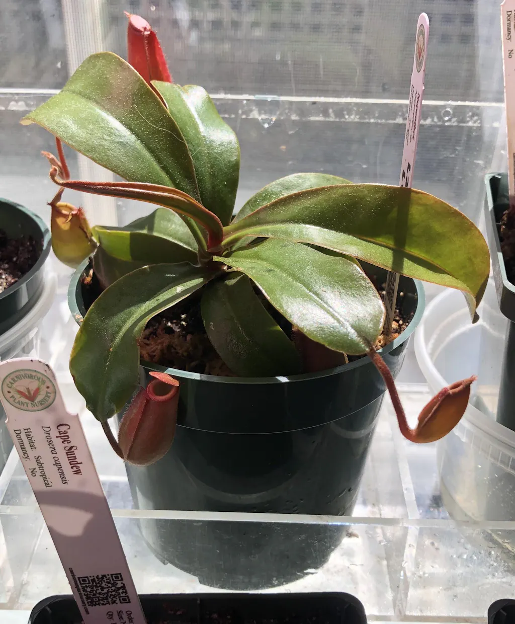 Nepenthes x Lady Luck Pitcher Plant - "Bloody Mary" For Sale