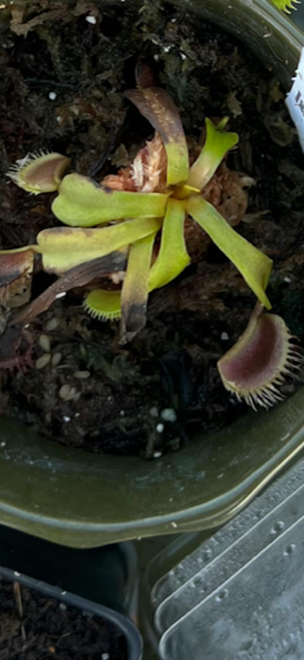 Venus Flytrap - SD Kronos