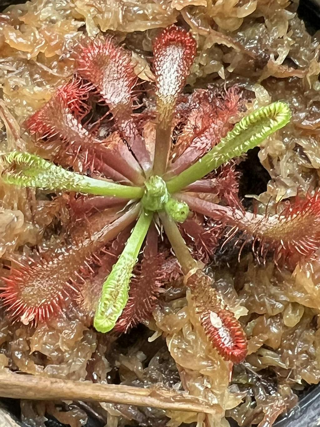 Drosera oblanceolata