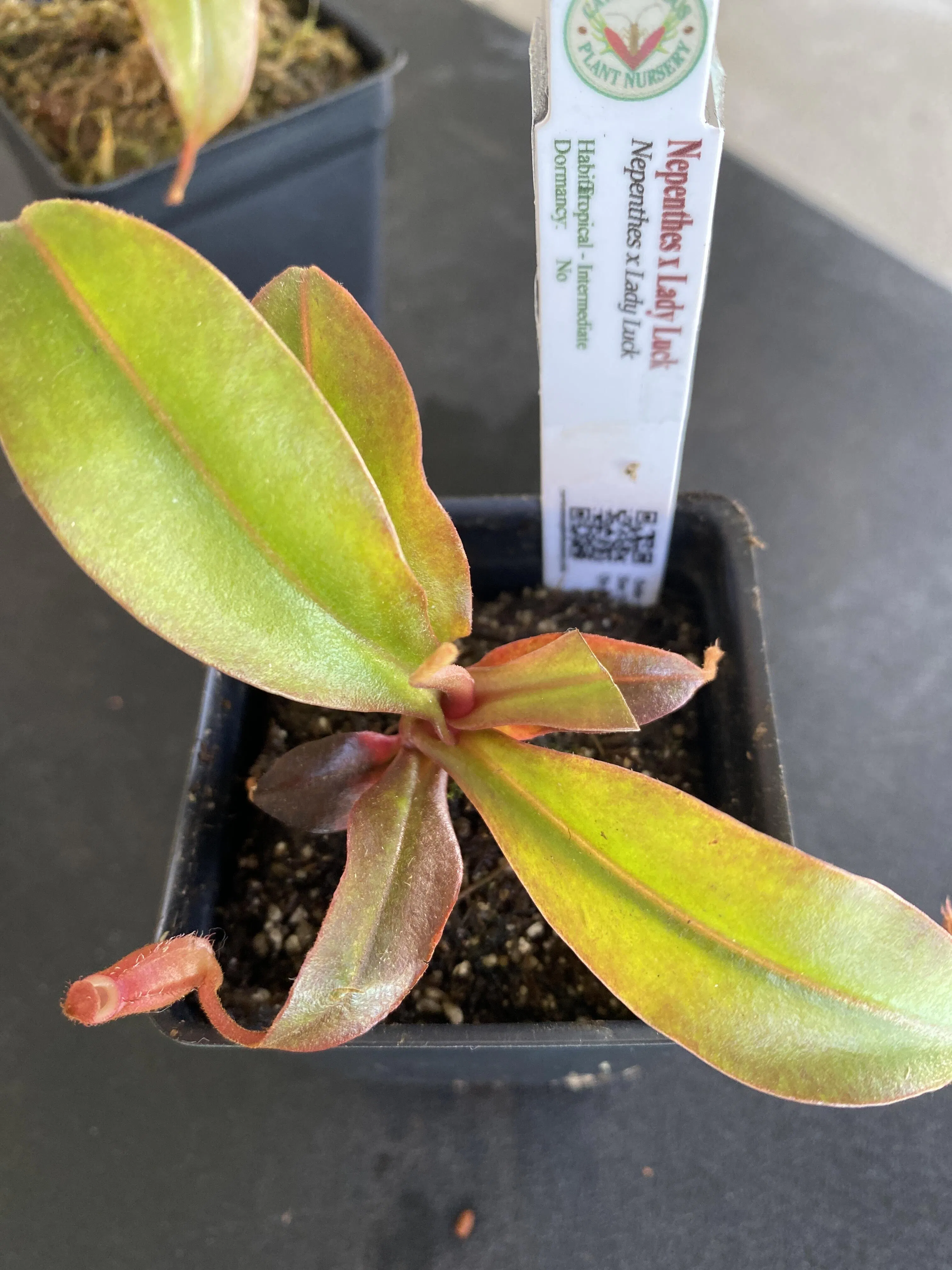 Nepenthes x Lady Luck Pitcher Plant - "Bloody Mary" For Sale