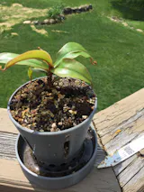Nepenthes x Lady Luck Pitcher Plant - "Bloody Mary" For Sale