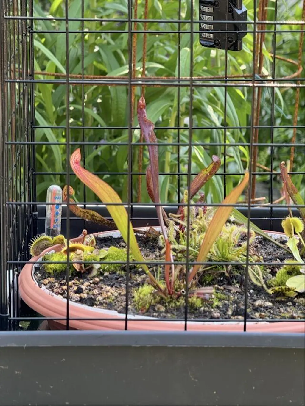 Bog Planter Set — Carnivorous Plant Bog Kit for Beginners