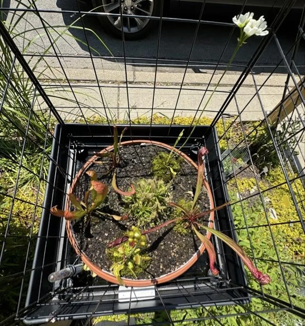 Bog Planter Set — Carnivorous Plant Bog Kit for Beginners