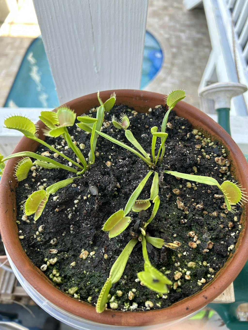 Venus Flytrap - Typical