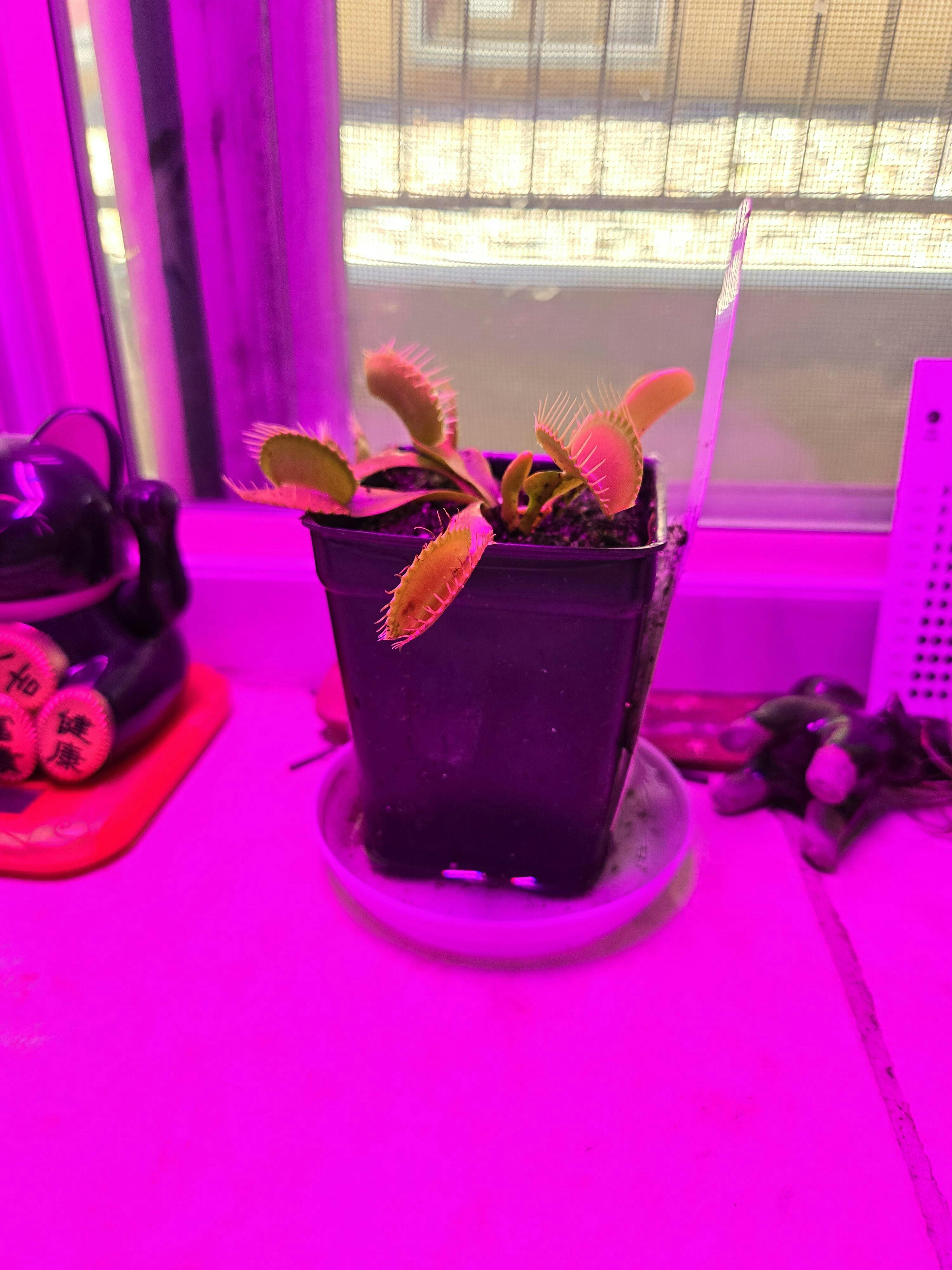 Venus Flytrap - Typical