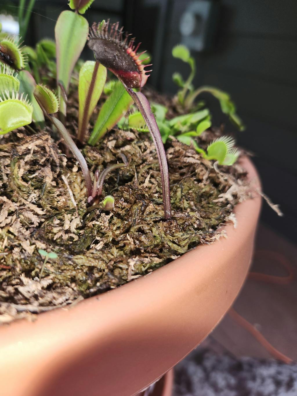 Red Dragon Venus Flytrap - Akai Ryu | Buy Carnivorous Plants