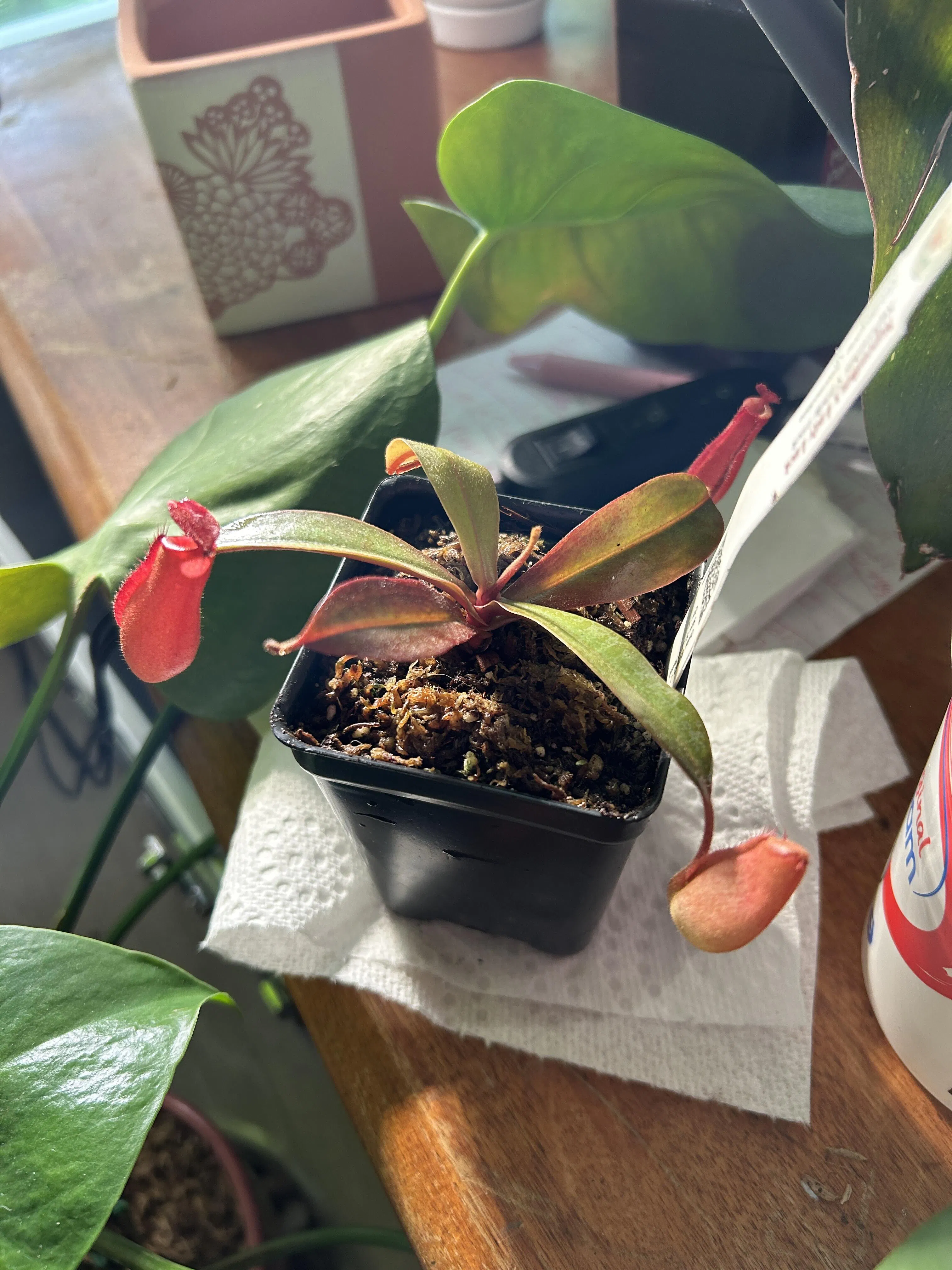Nepenthes x Lady Luck Pitcher Plant - "Bloody Mary" For Sale