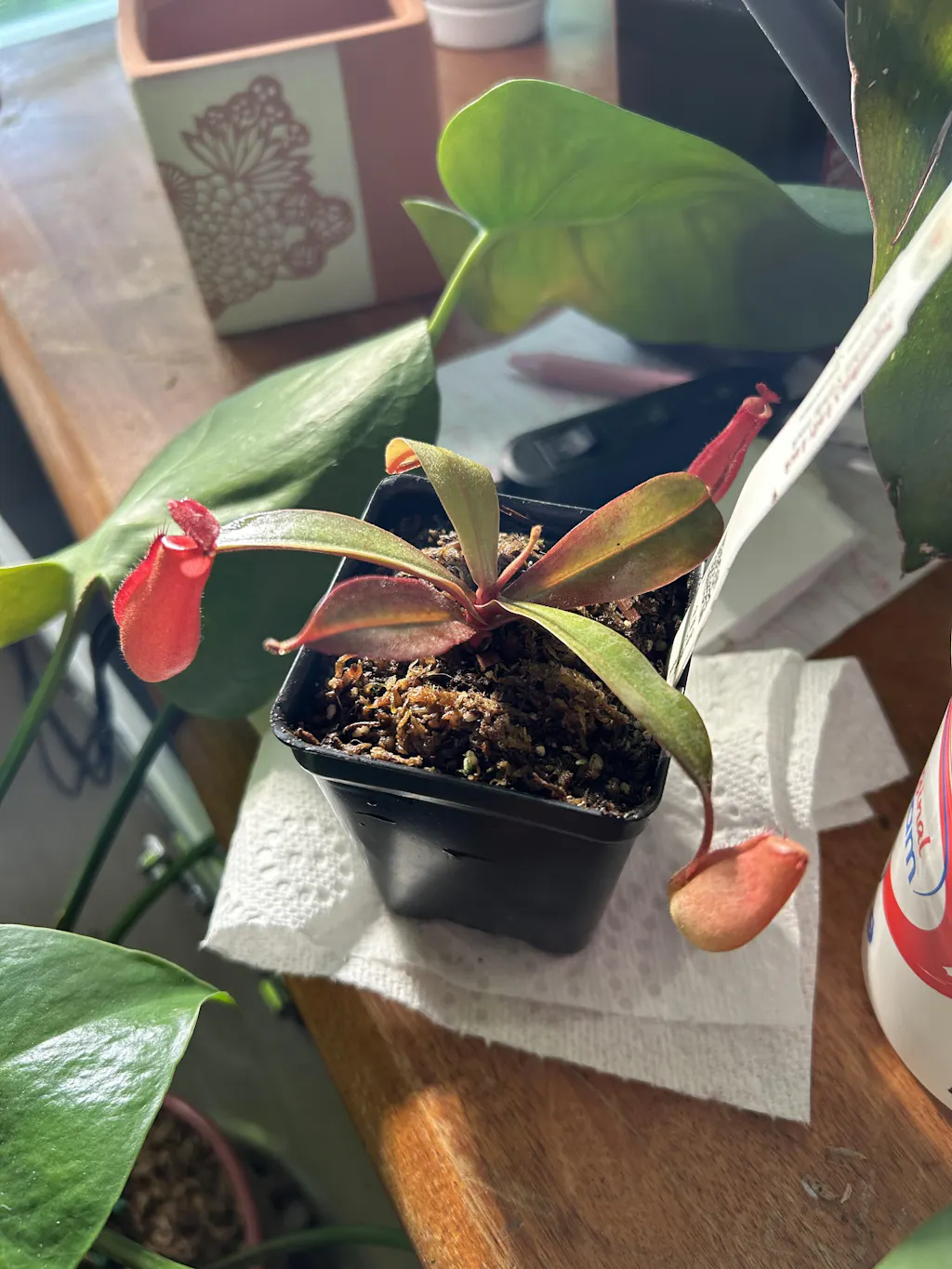 Nepenthes x Lady Luck Pitcher Plant - "Bloody Mary" For Sale