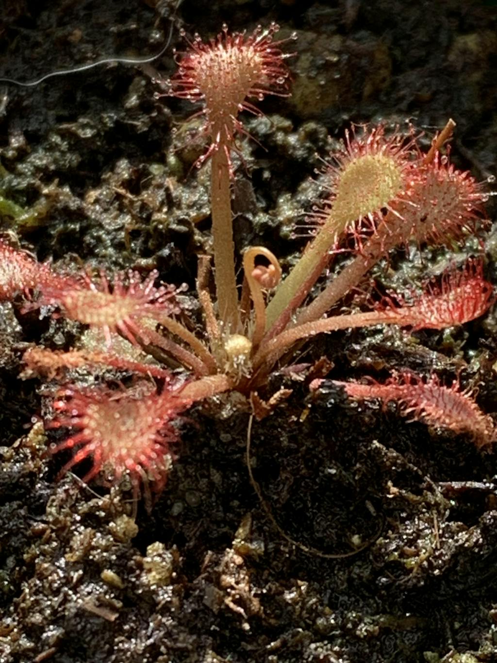 Drosera Capillaris - Pink Sundew [For Sale Online]