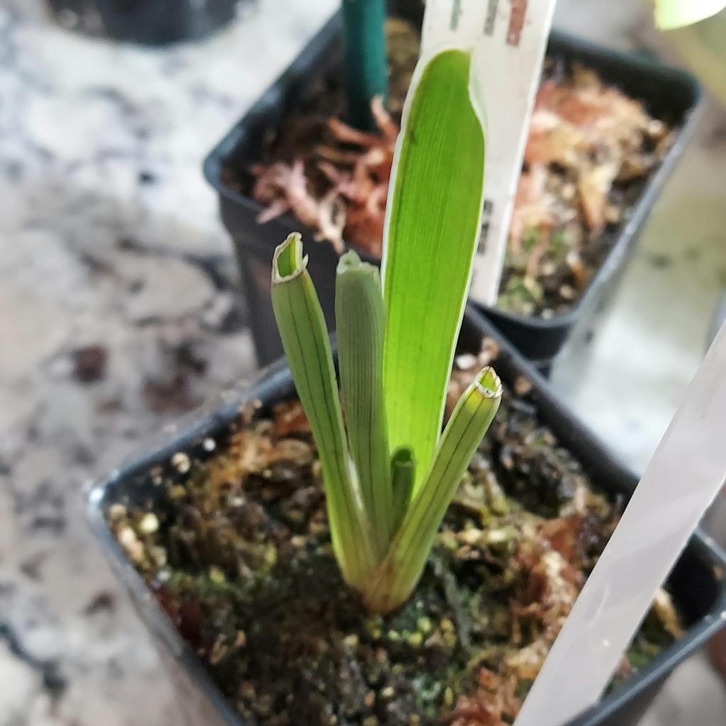 Brocchinia Reducta - Plant for Sale | Carnivorous Plant Nursery