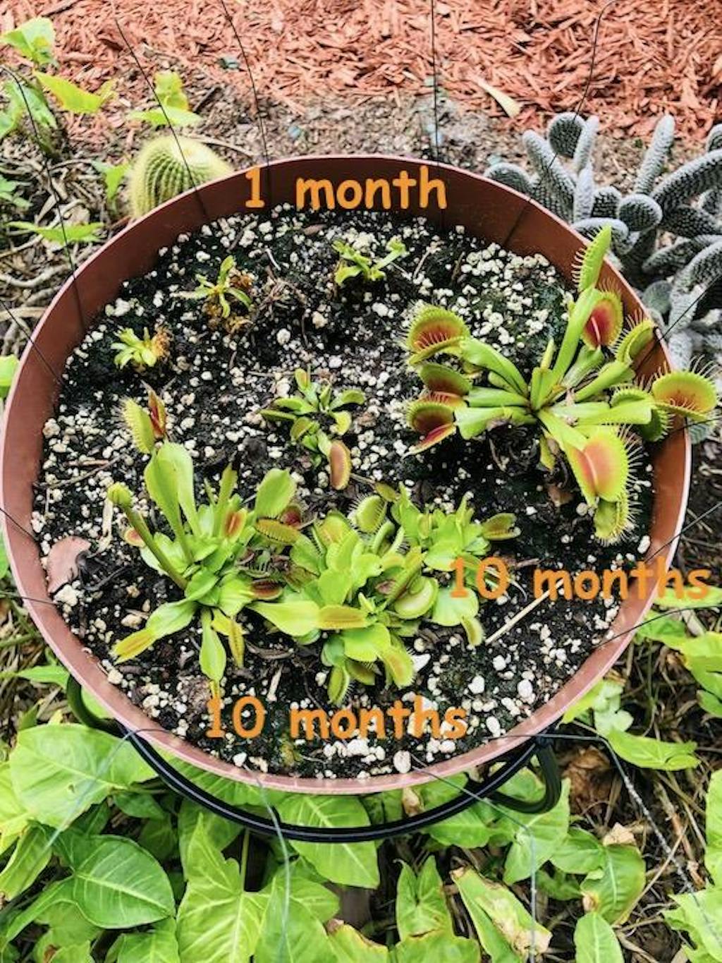 Venus Flytrap - Typical