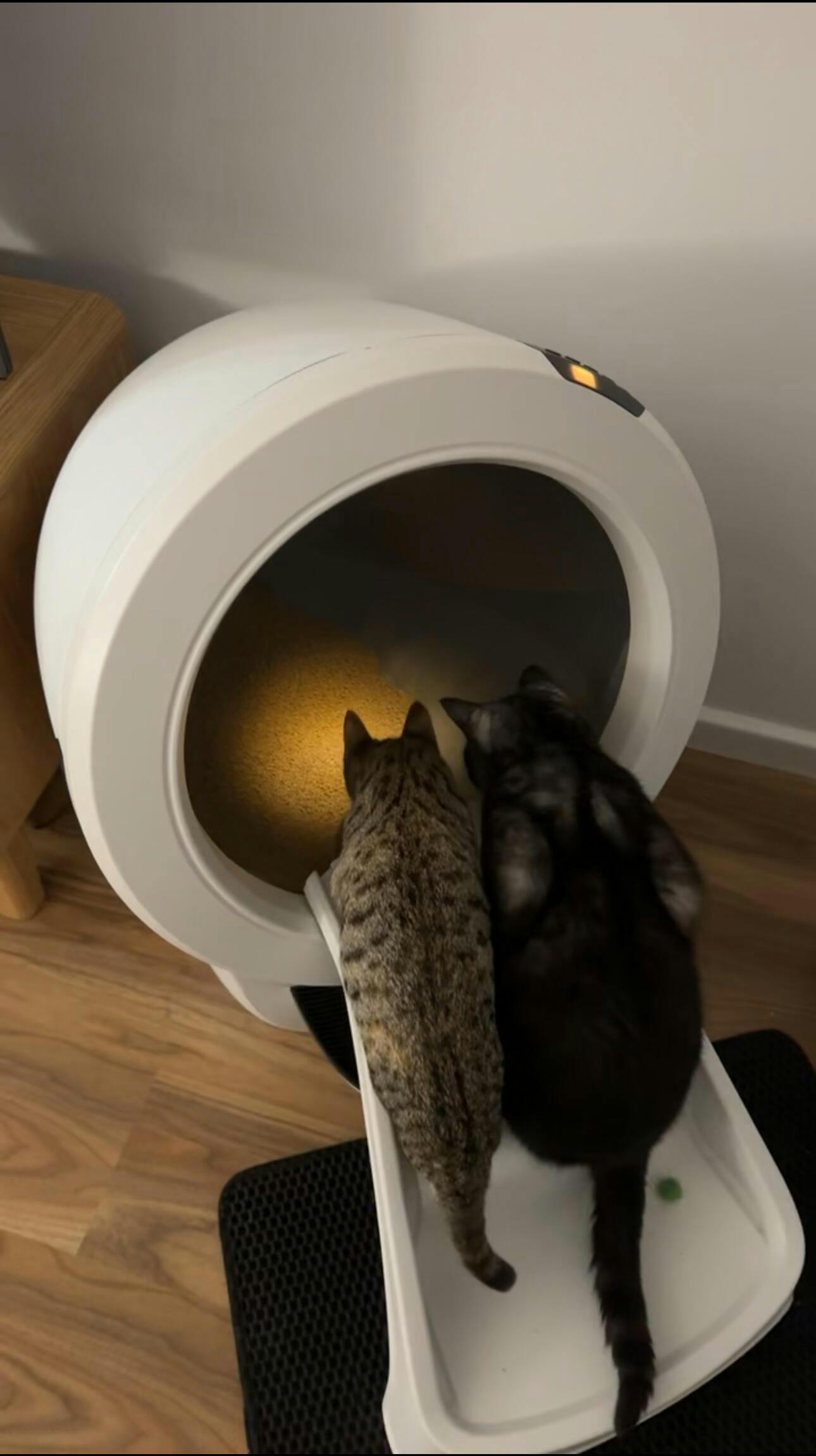 Litter-Robot™ 4 – Cat Evolution