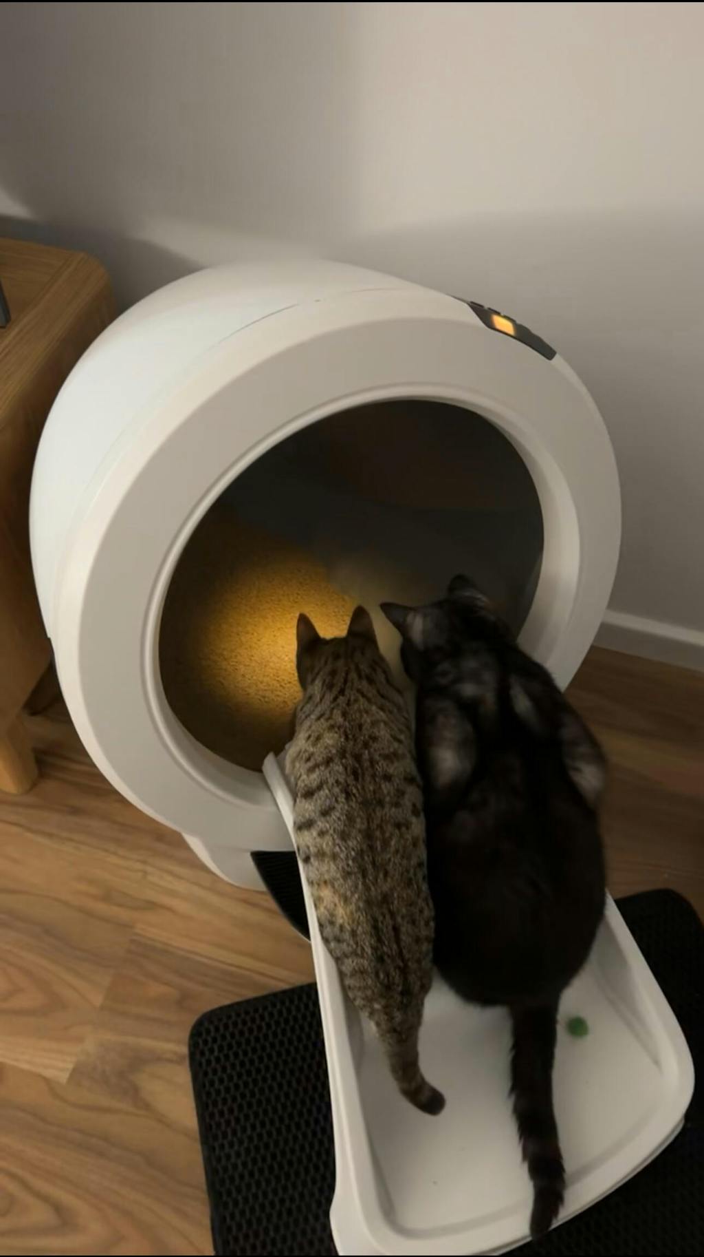 Litter-Robot™ 4 – Cat Evolution