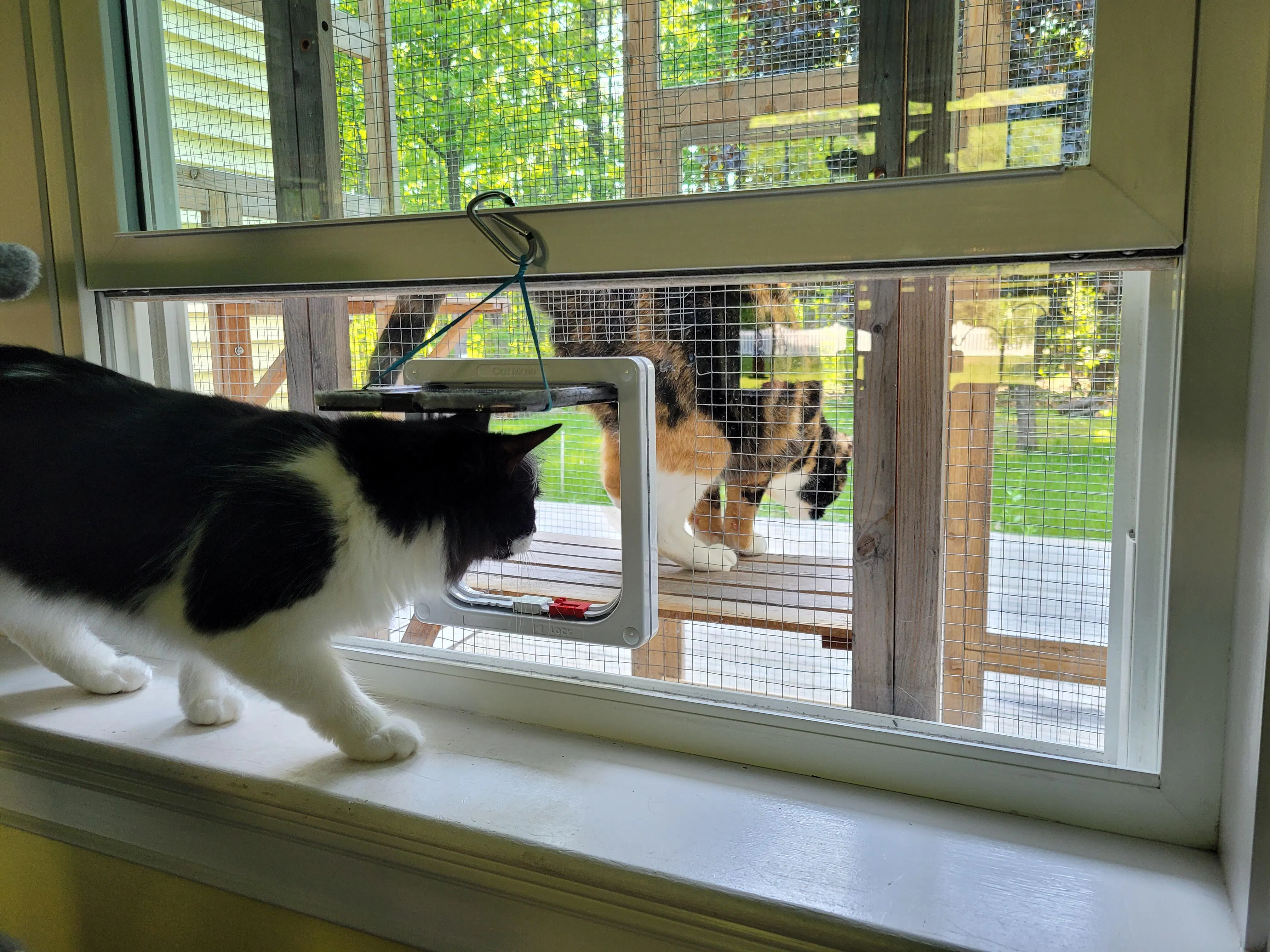 Cat Flap Fever Reviews - The Original Cat Door Window Insert – Cat Flap ...