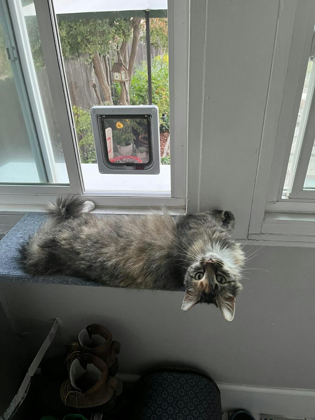 Window Ledge Shelf for Cats & Small Dogs - Custom Sizes & Made in USA ...