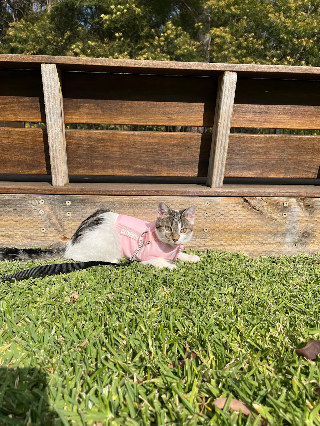 Cat Harness Training Navigating the Flopping, Freezing – Cat Harness ...