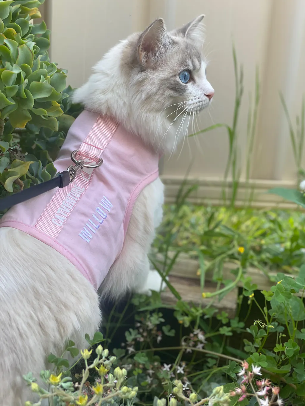 Cat Harness Training Navigating the Flopping, Freezing – Cat Harness ...
