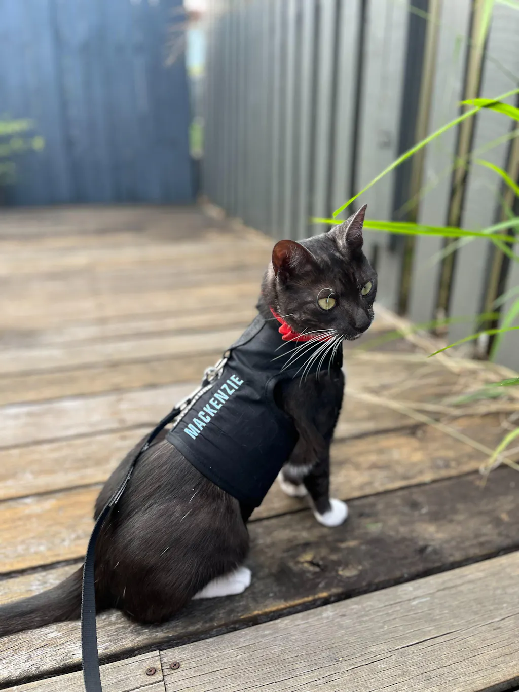 Australian Tabby Cats: A Comprehensive Guide – Cat Harness Australia