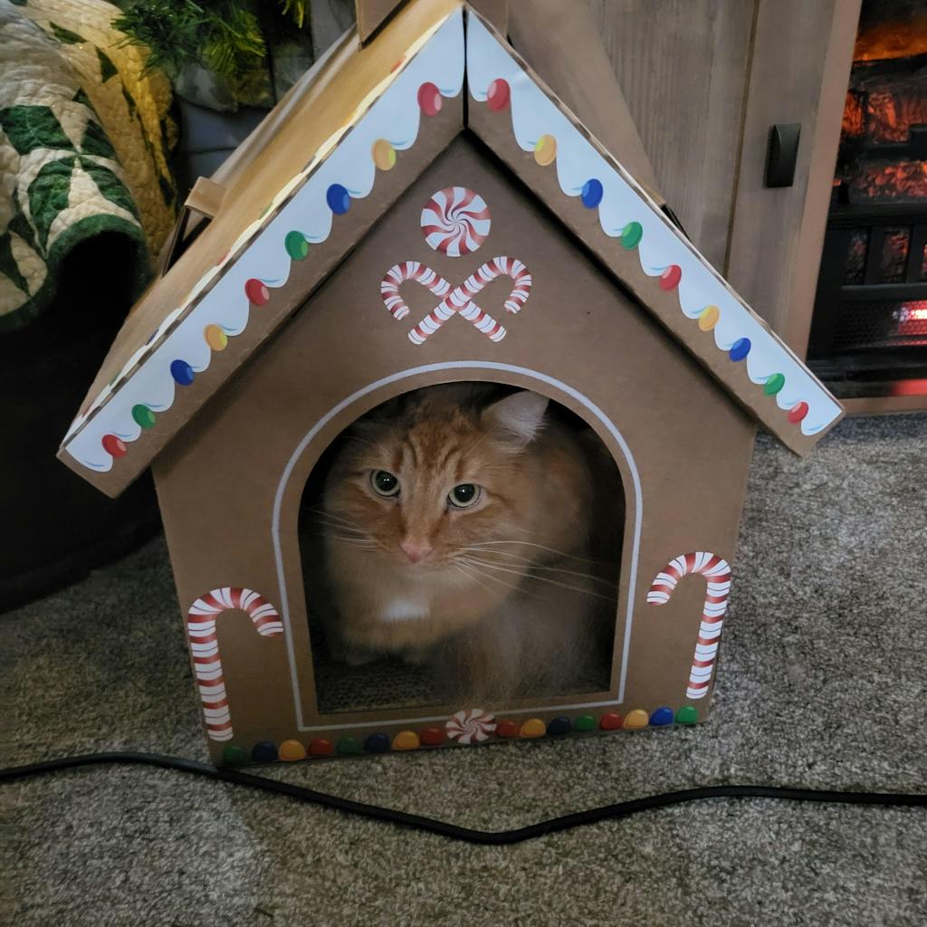 Cardboard Gingerbread Cat Playhouse Kit | Cat in the Box – Cat in the ...