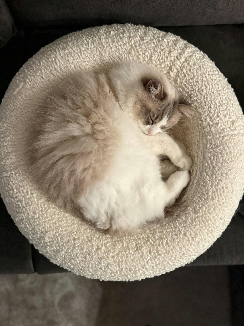 Bed & Cover Bundle – Cat Street