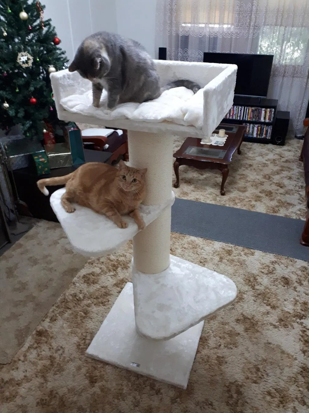Cat Tree for large cats Royal Suite (Beige) - CatTreeKing USA