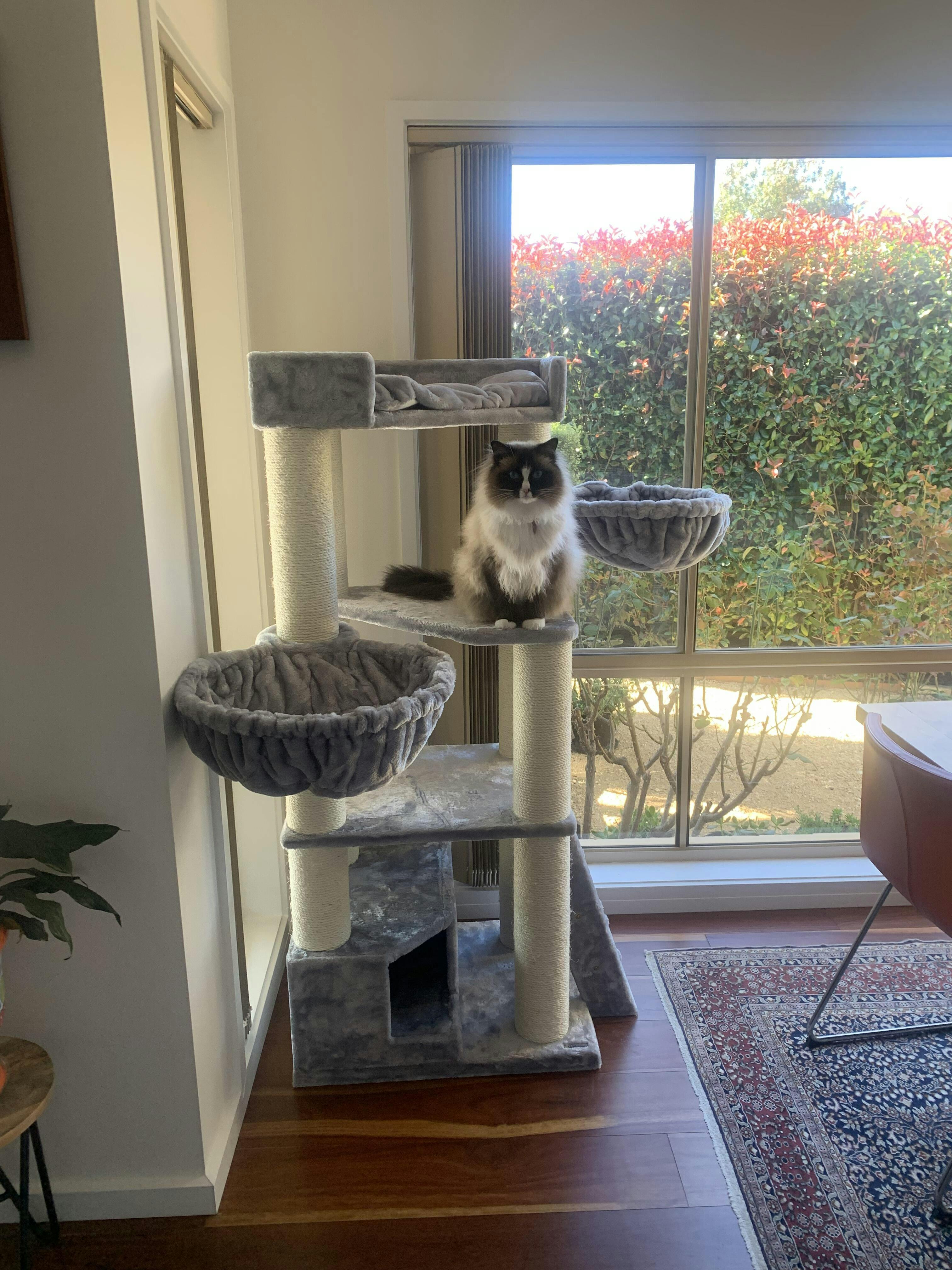 Cat Tree for large cats Corner Cat XXL (Light Grey) - CatTreeKing USA