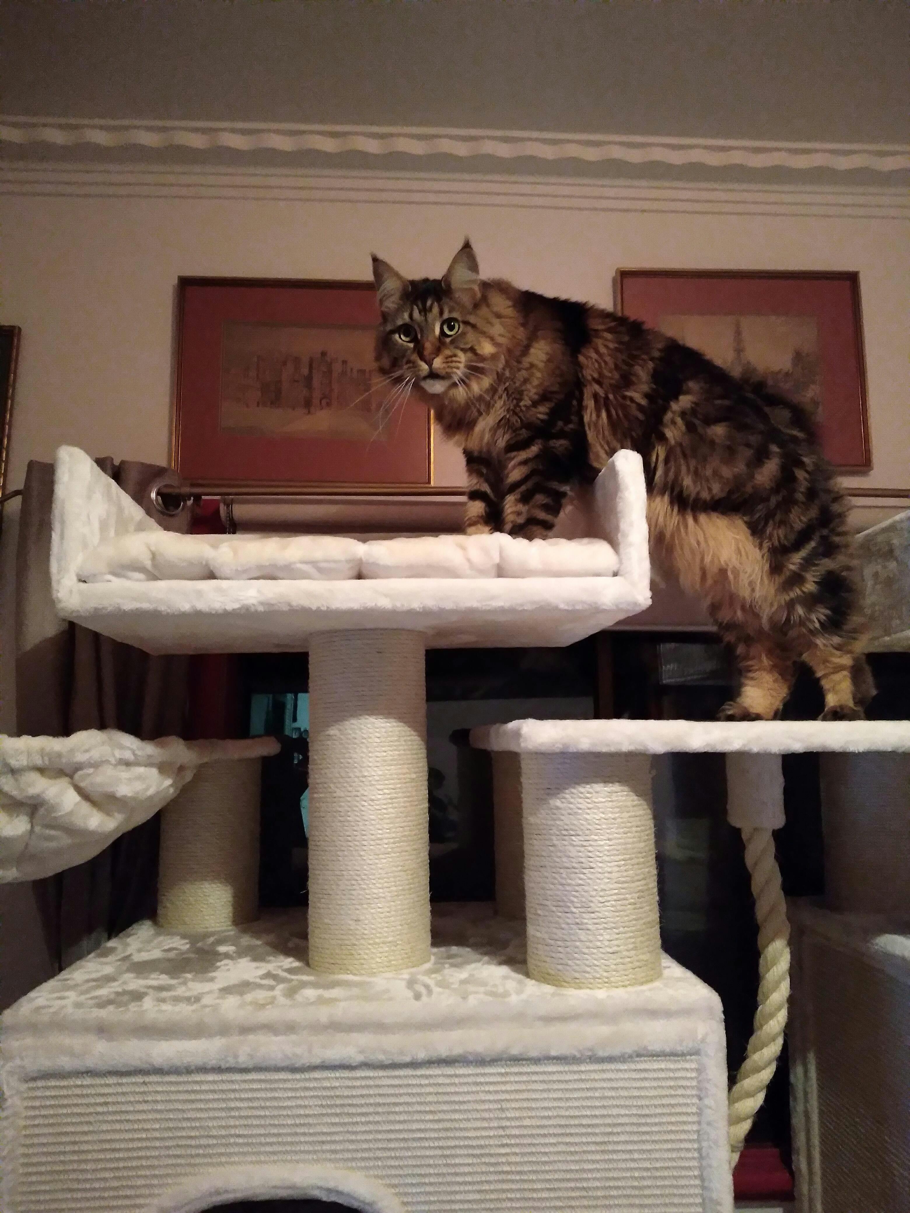 Cat Tree for large cats Big Cat Palace (Light Grey) - CatTreeKing USA