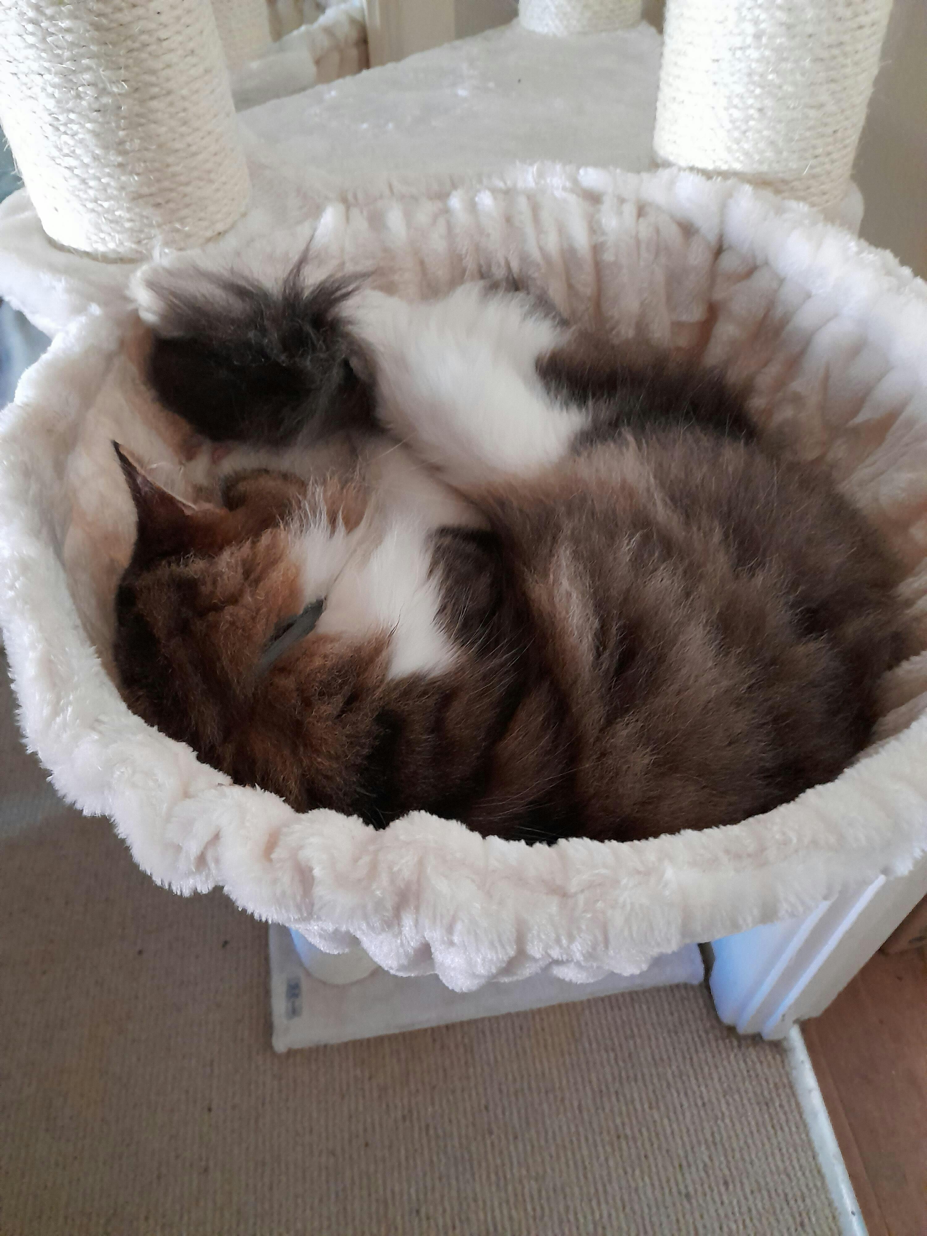 Cat Tree for large cats Corner Cat XXL (Beige) - CatTreeKing USA