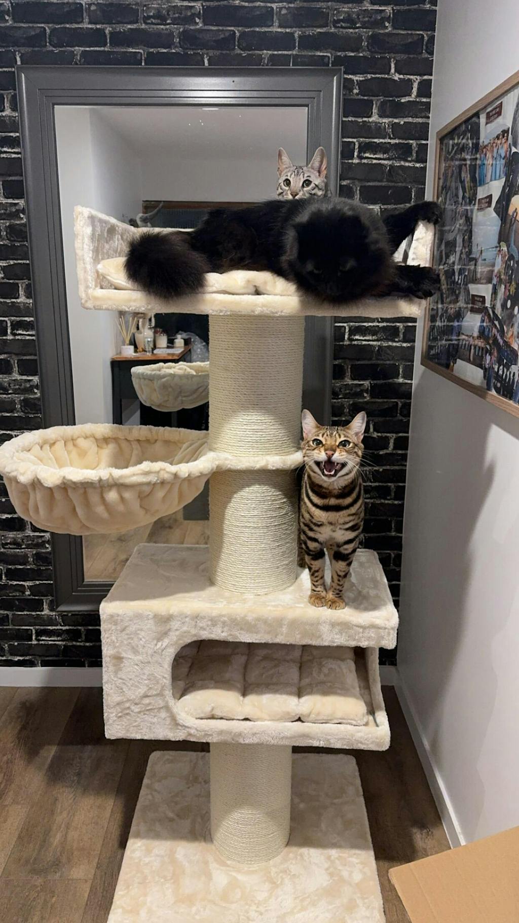 Cat Tree for large cats Royalty Retreat (Beige) - CatTreeKing Australia