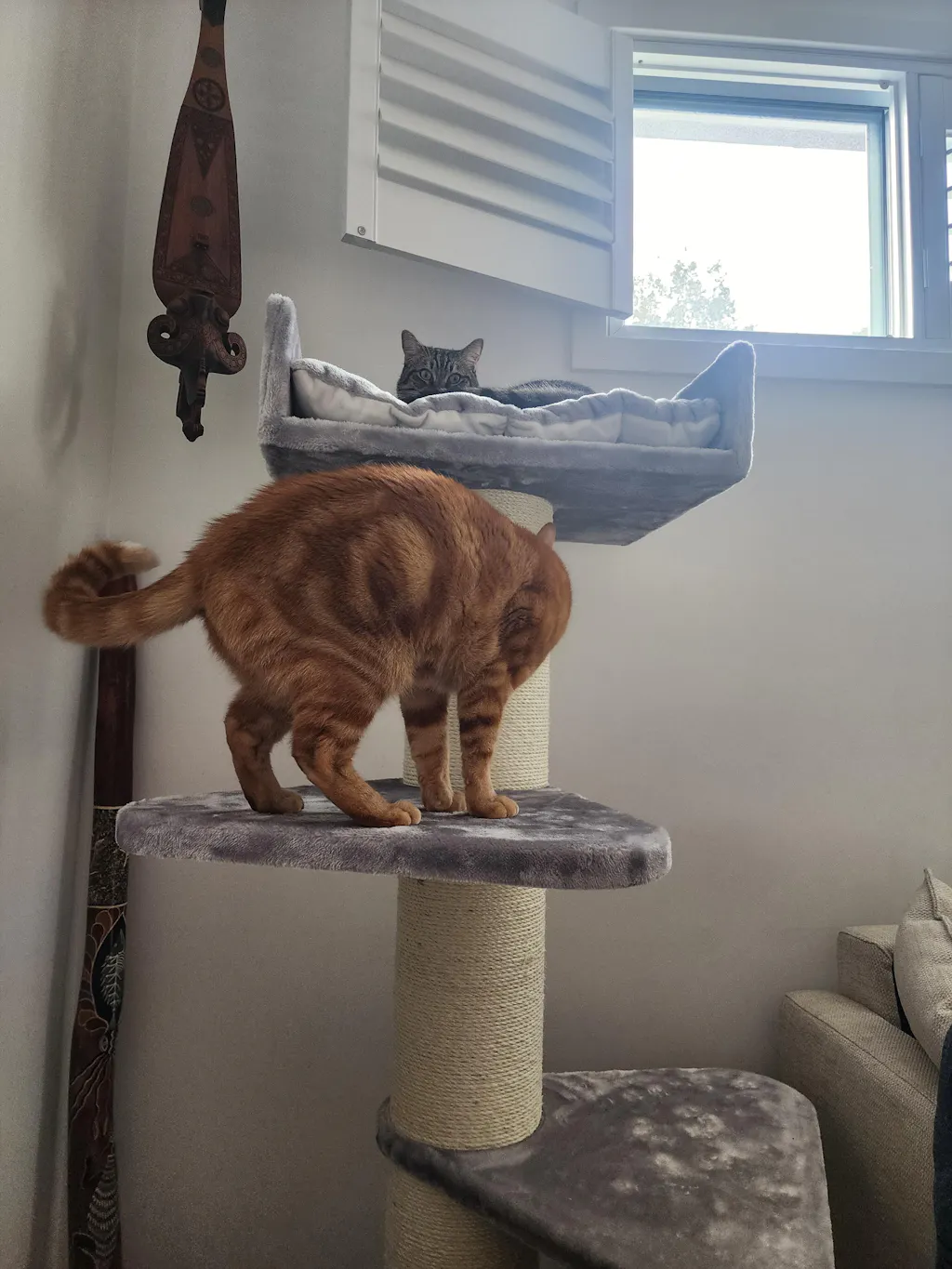 Cat Tree for large cats Royal Suite (Light Grey) - CatTreeKing Australia
