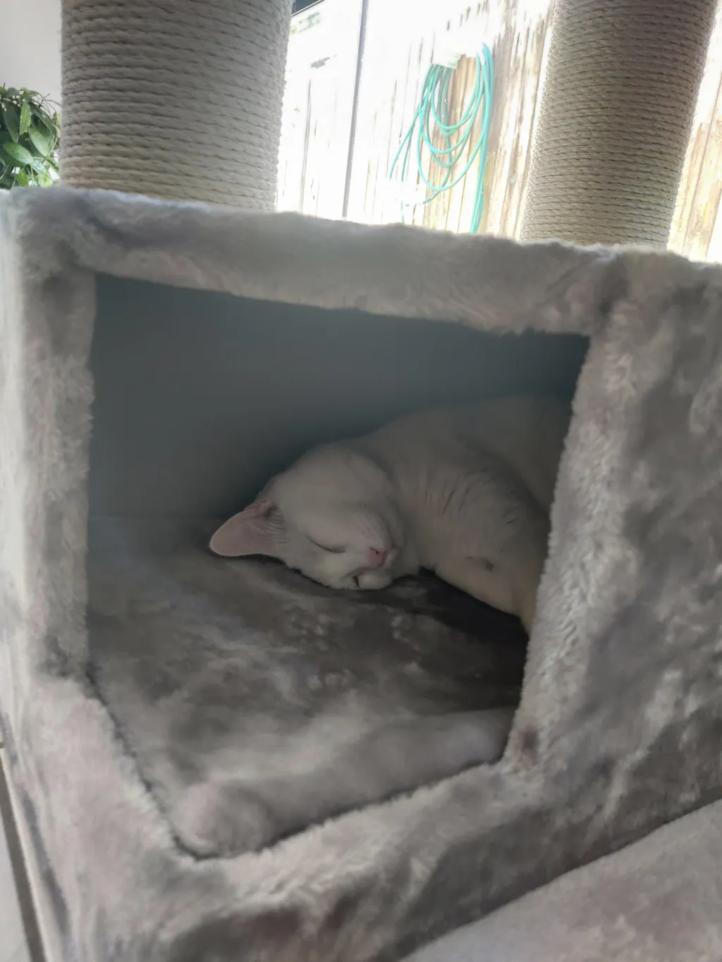 Cat Trees | Cat Towers & Tree Houses | Cat Tree King Australia