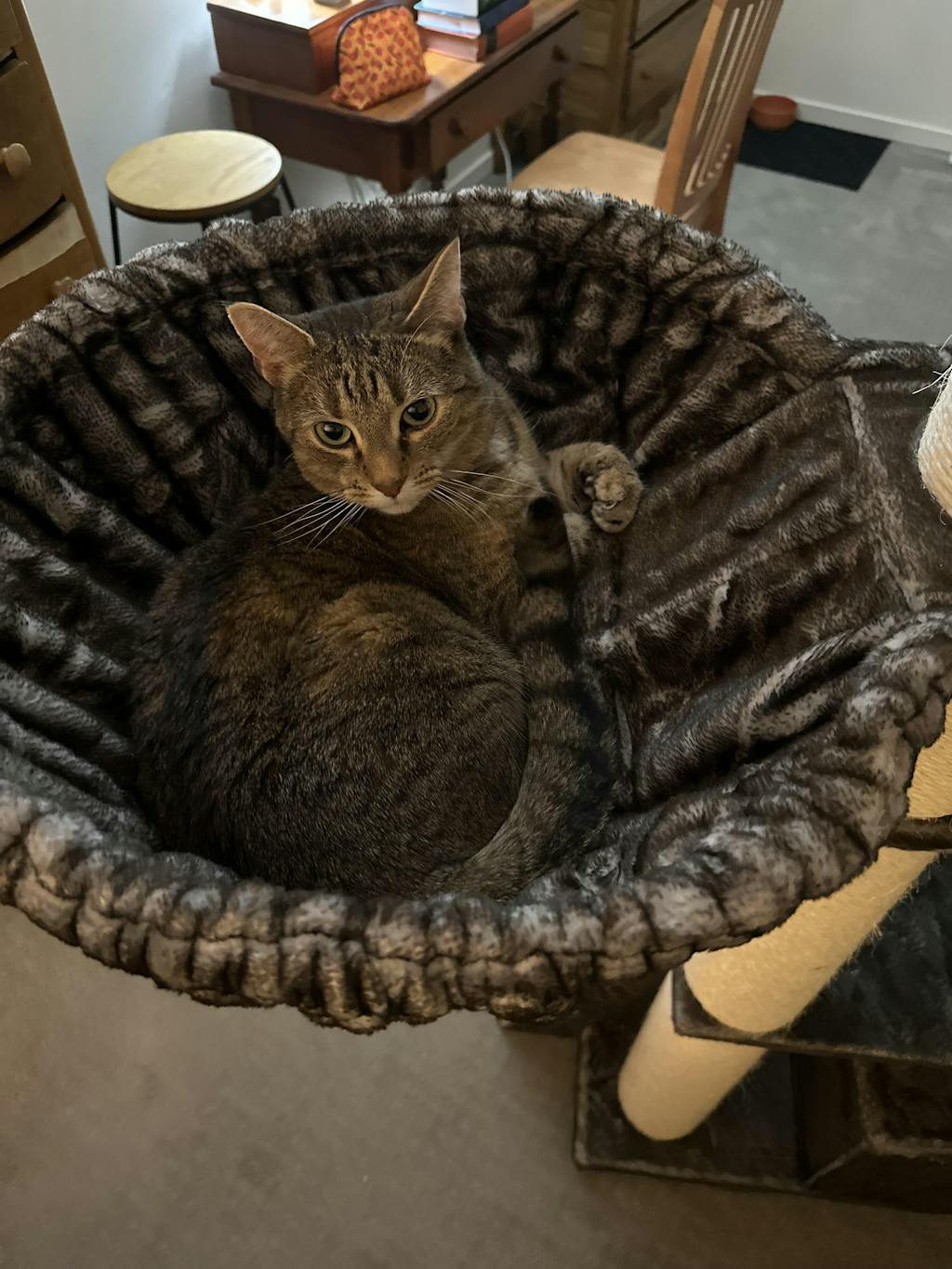 Cat Tree for large cats Corner Cat XXL (Taupe) - CatTreeKing USA