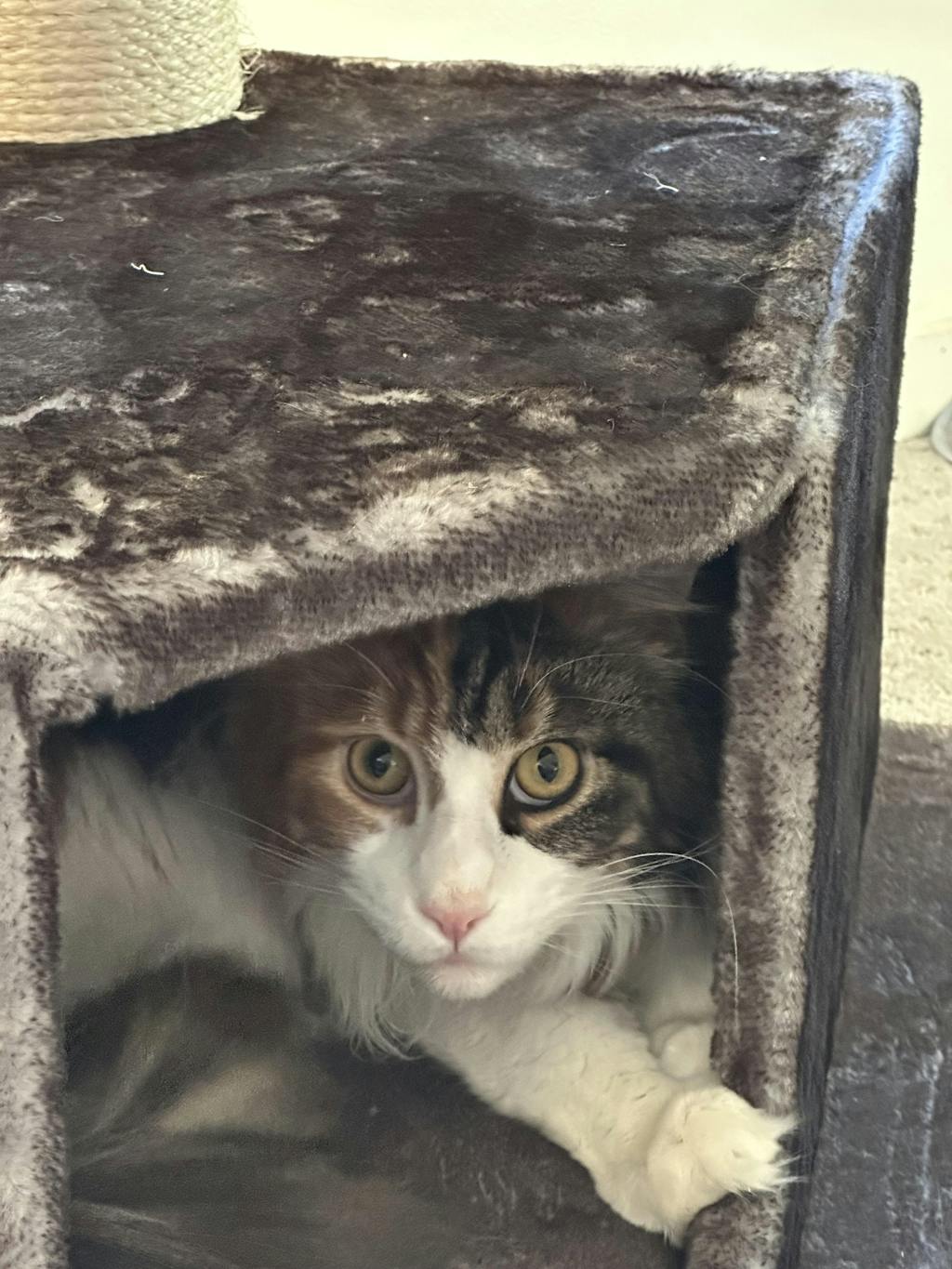 Cat Tree for large cats Corner Cat XXL (Taupe) - CatTreeKing USA