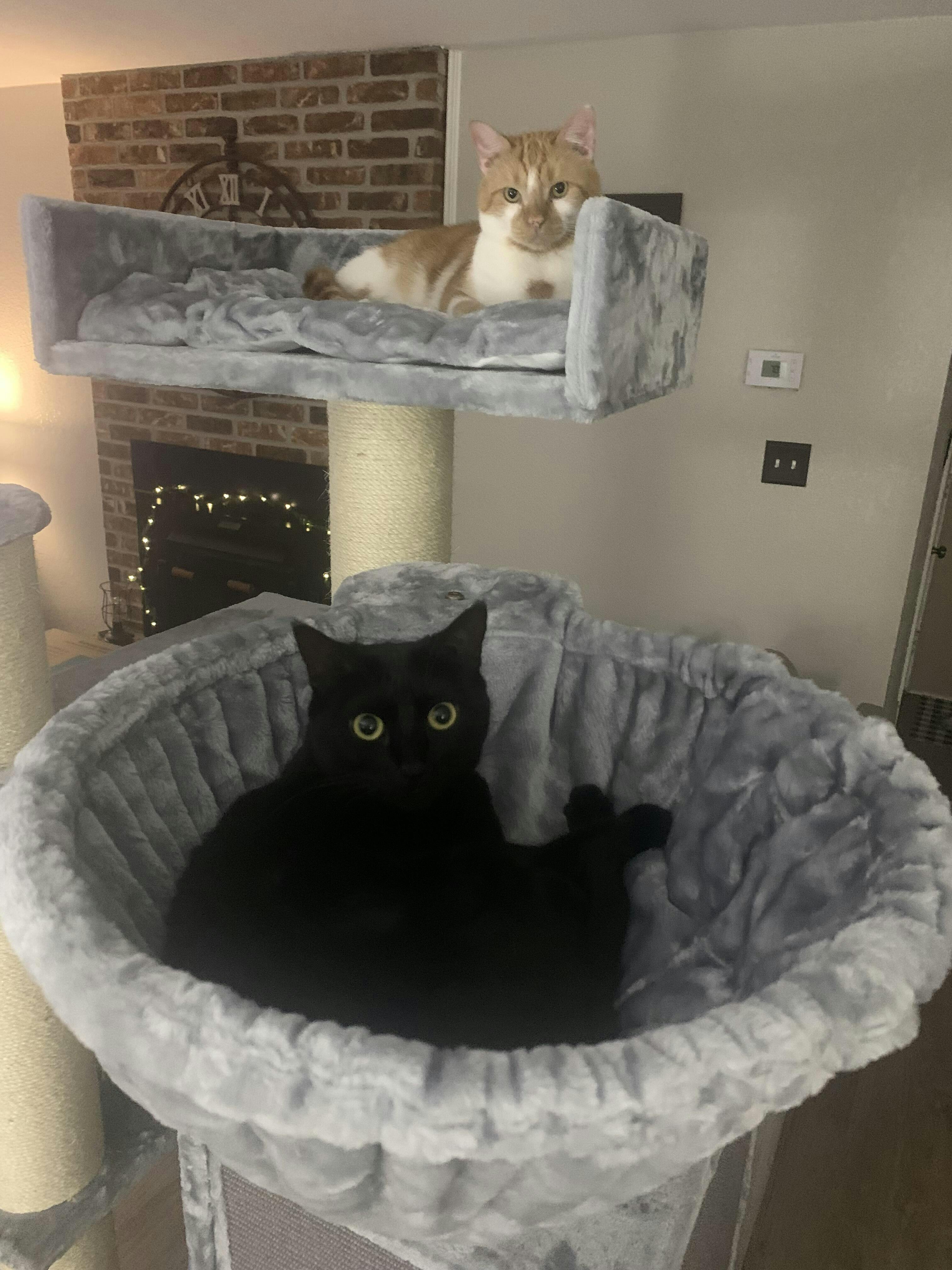 Cat Tree For Large Cats Cat Paradise Light Grey Cattreeking Usa