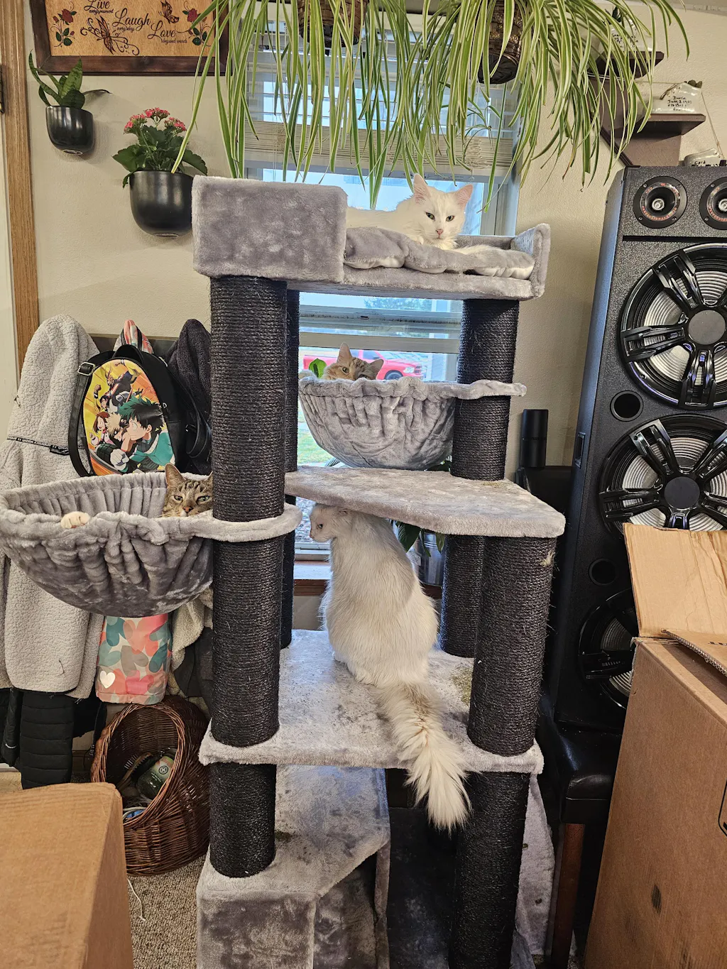 Cat Tree for large cats Corner Cat XXL (Blackline Light Grey ...