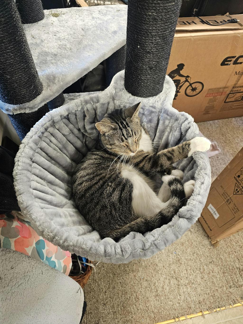 Cat Tree for large cats Corner Cat XXL (Blackline Light Grey ...