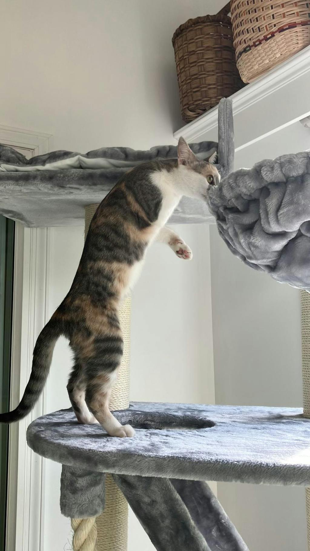 Cat Tree for large cats Cat Mansion (Light Grey) - CatTreeKing USA