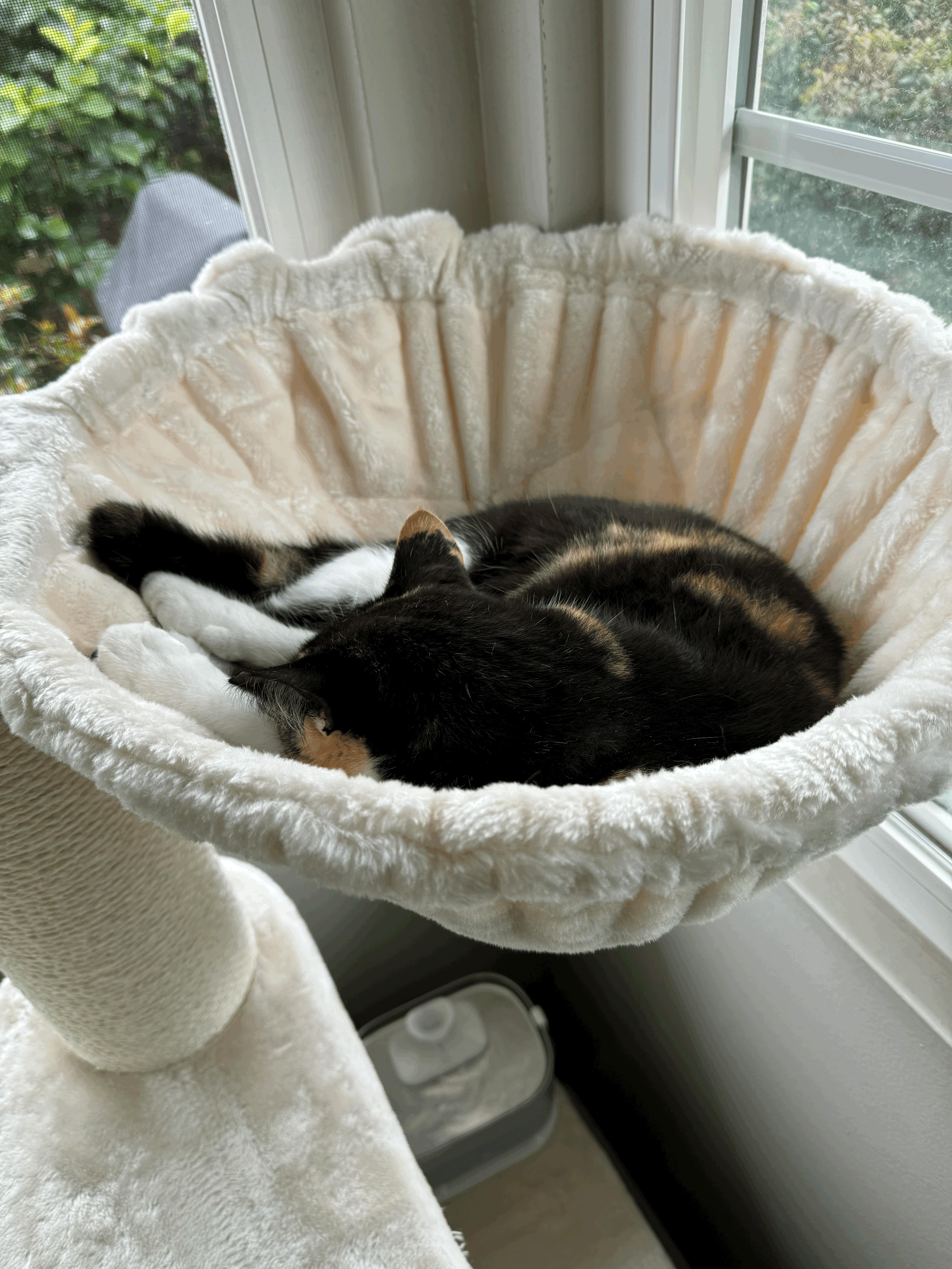 Cat Tree for large cats Cat Empire (Beige) - CatTreeKing USA