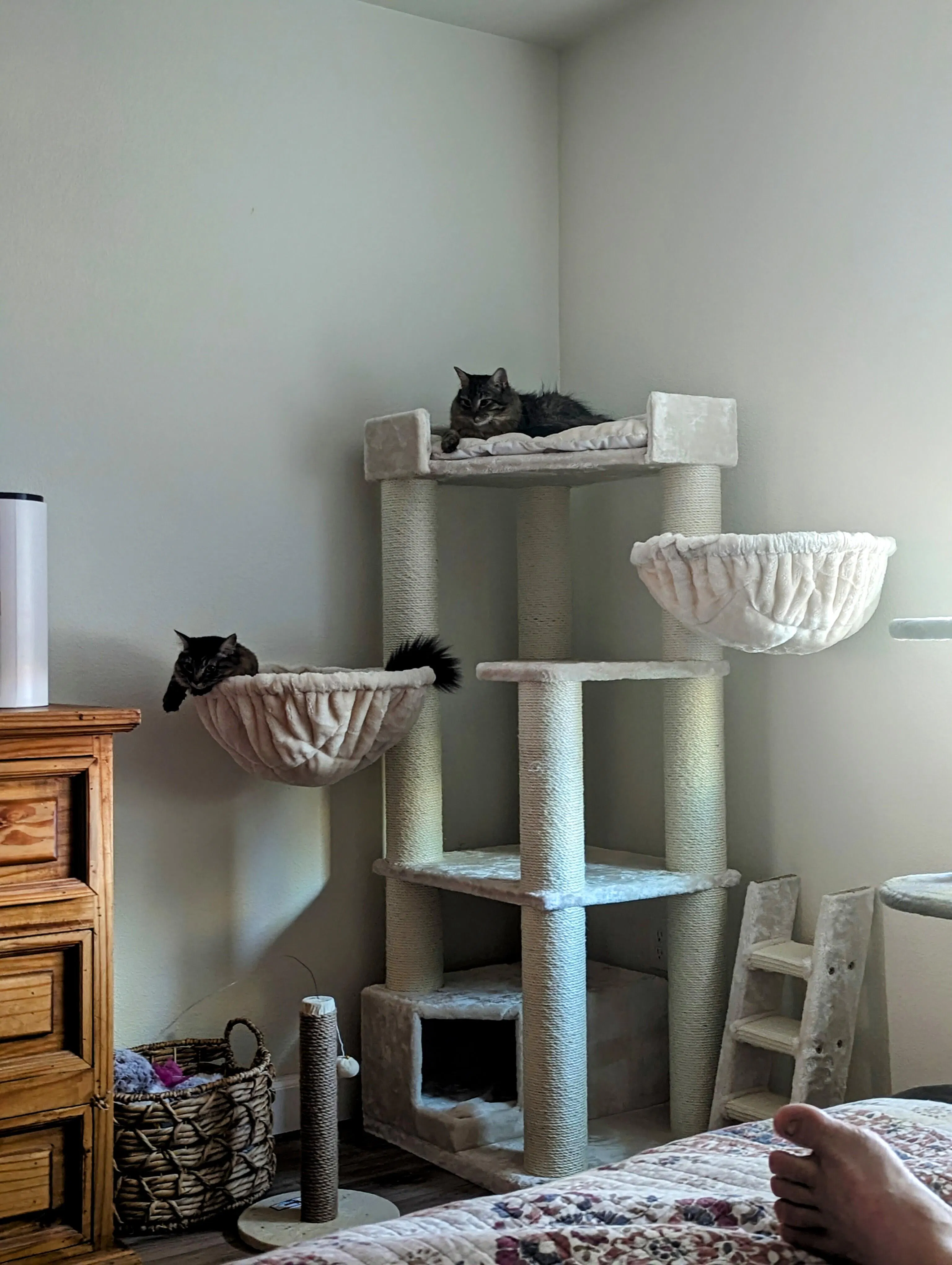 Cat Tree for large cats Corner Cat XXL (Beige) - CatTreeKing USA