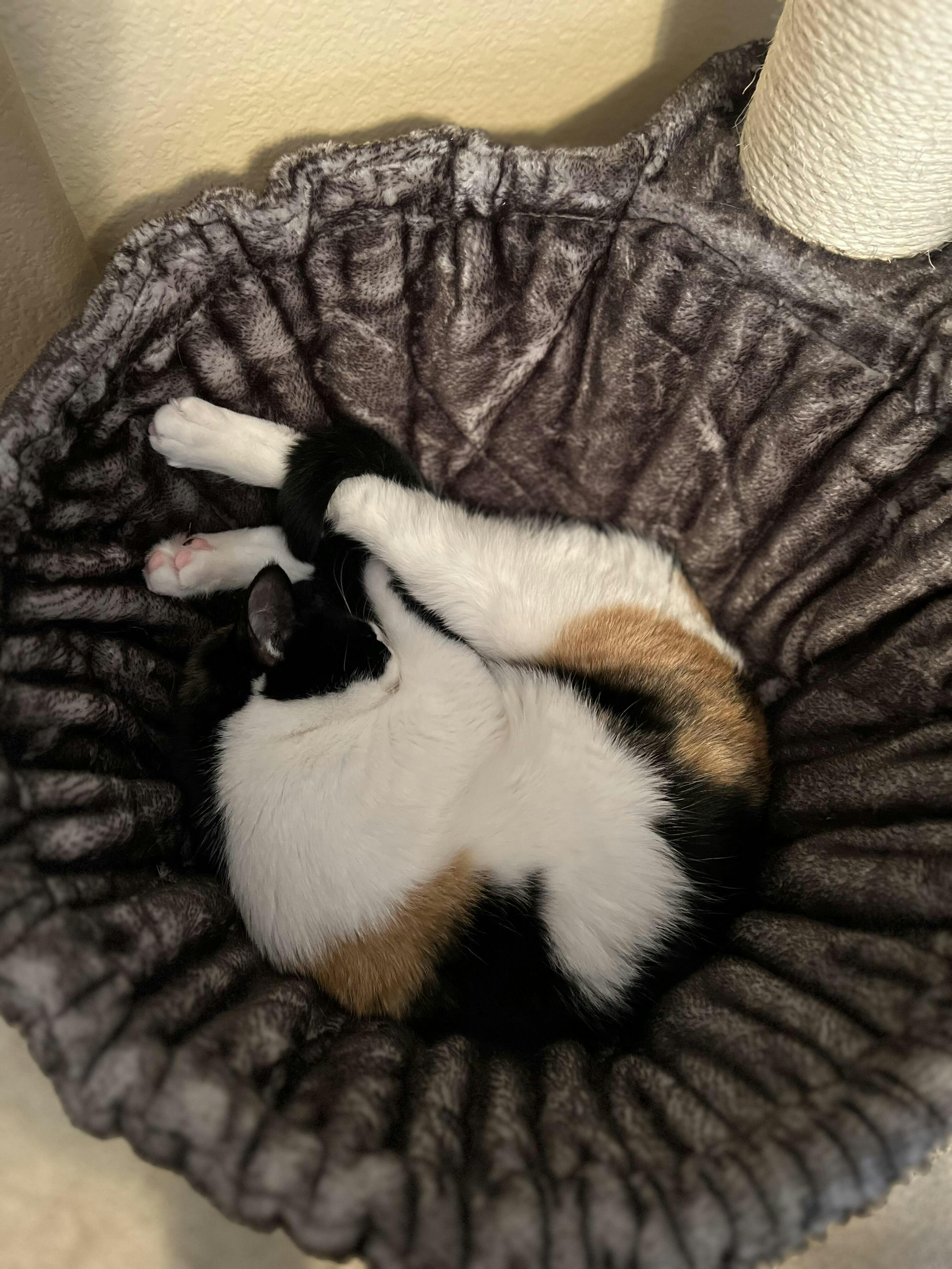 Cat Tree for large cats Corner Cat XXL (Beige) - CatTreeKing USA