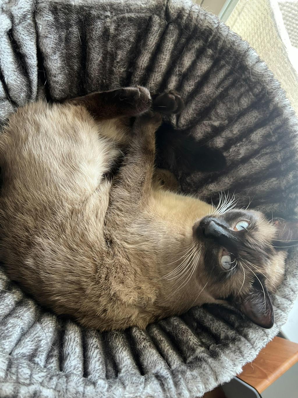 Cat Tree for large cats Corner Cat XXL (Taupe) - CatTreeKing USA