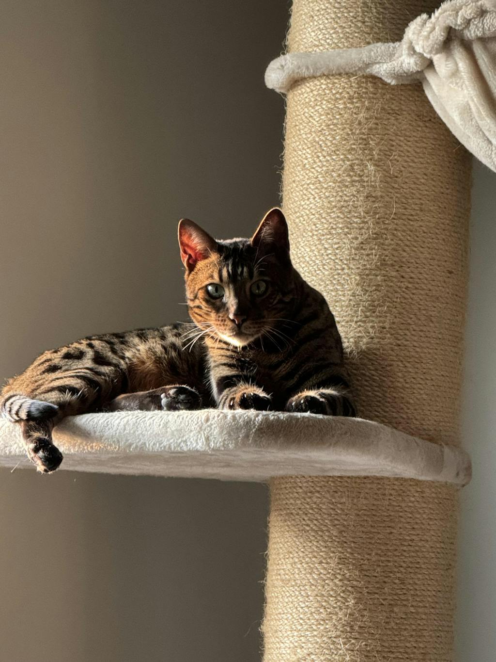 Cat Trees, Towers & Scratching Posts | Cat Tree King