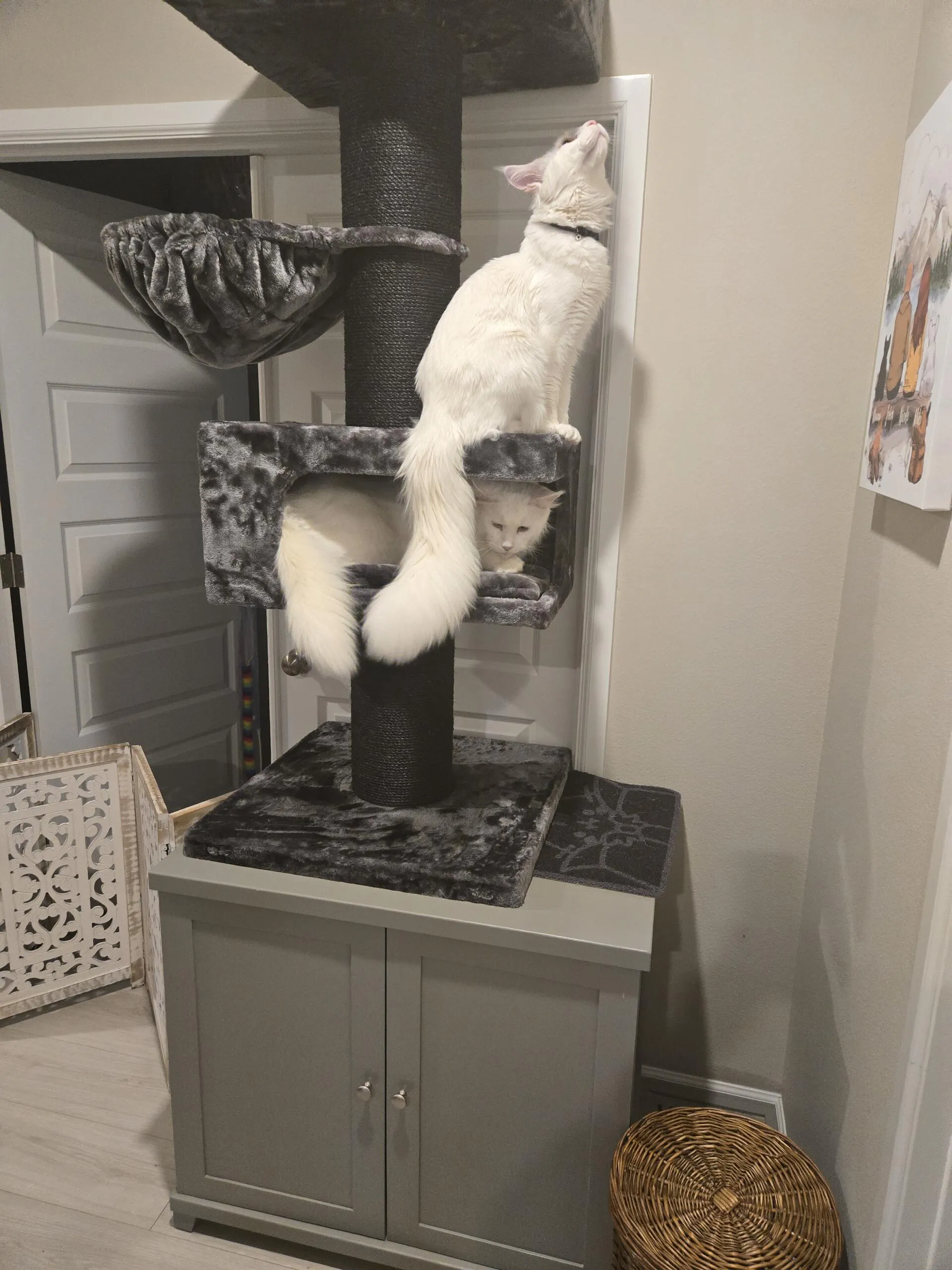 Cat Trees | Cat Towers & Tree Houses | Cat Tree King Australia